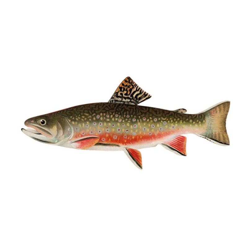 Brook Trout - Print - Etsy