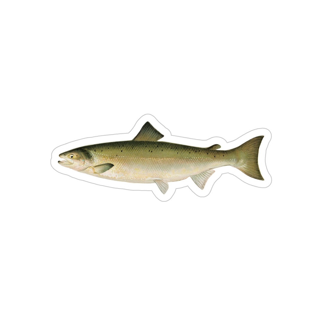 Atlantic Salmon - Decal - Etsy