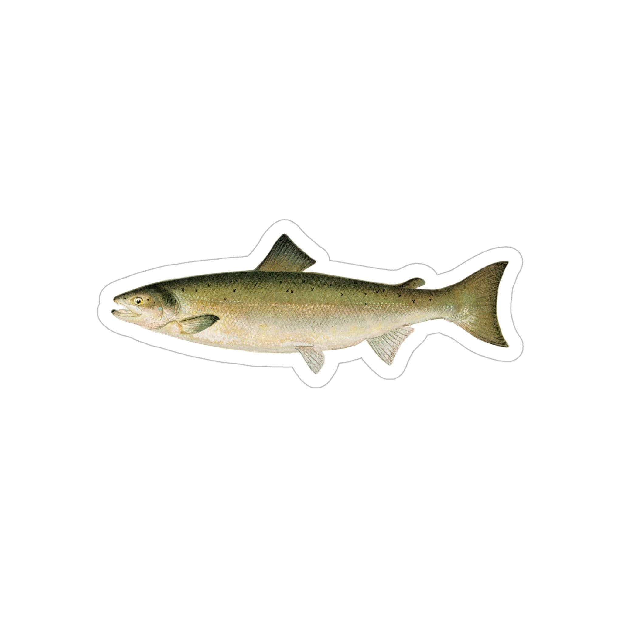 Atlantic Salmon - Decal - Etsy