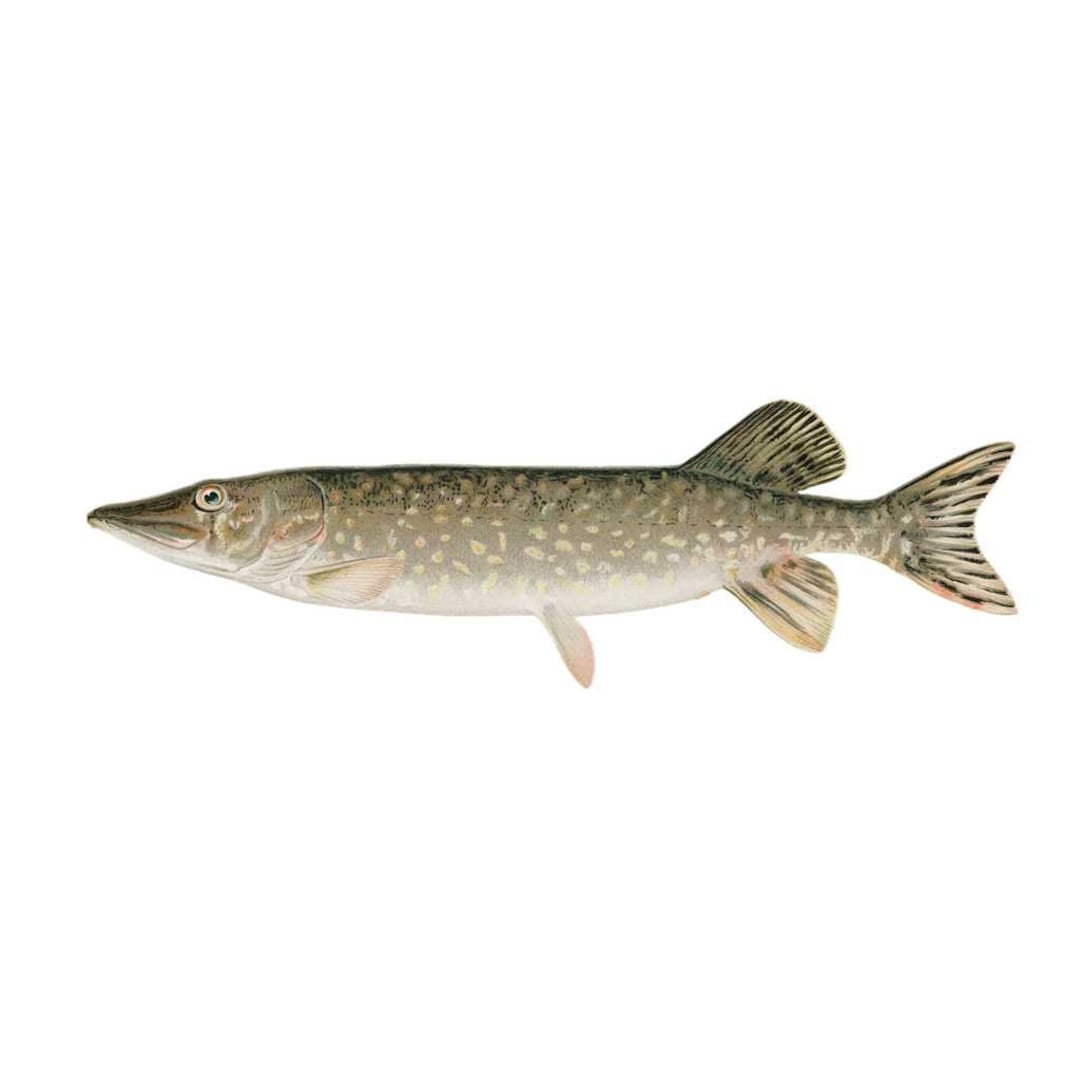 Northern Pike - Print - Etsy
