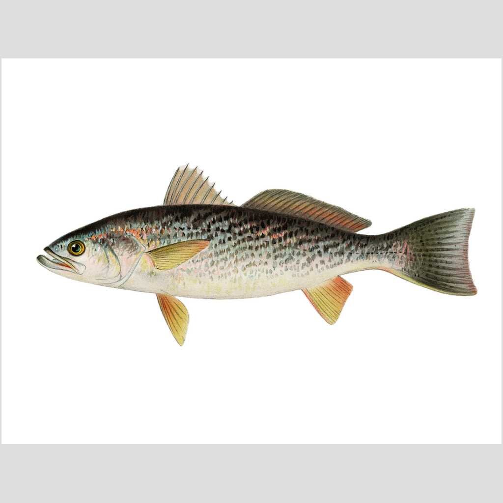 Weakfish - Print - Etsy
