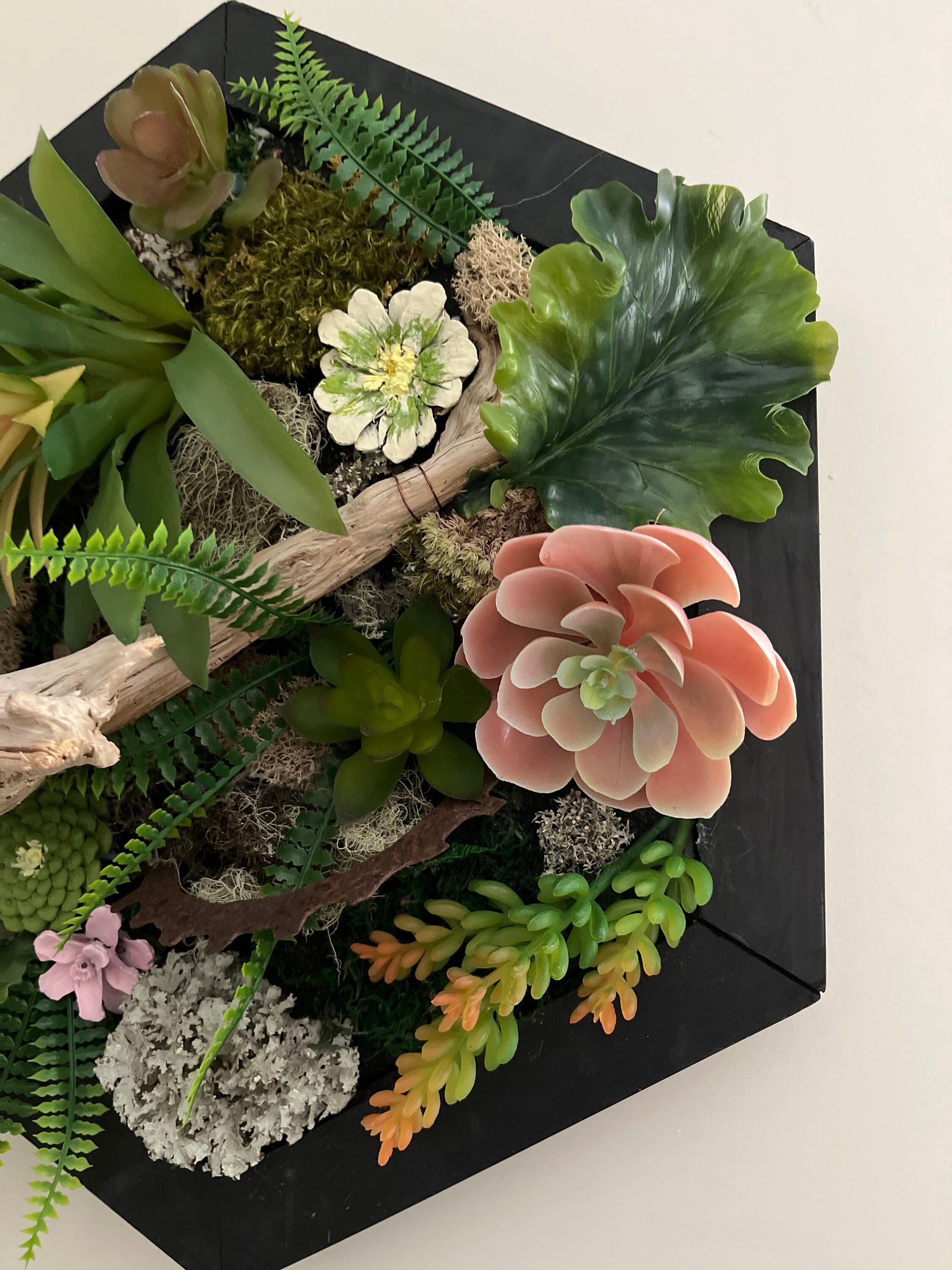 Succulent Garden Wall Display in Black Wood Frame With Carefree Green ...