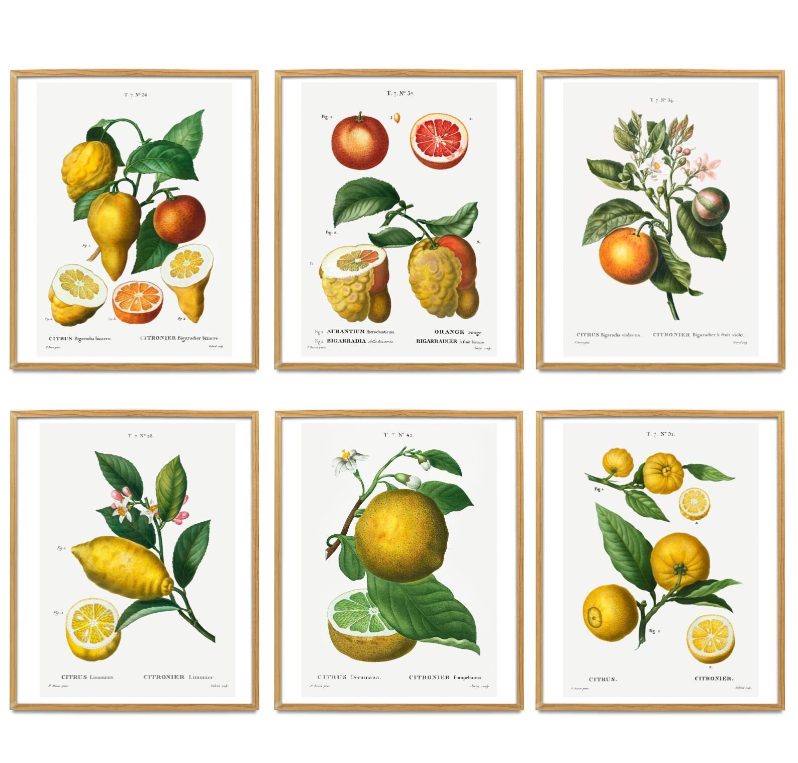Gallery Wall Art Set of 6 Prints, Vintage Citrus Print, 6 Piece Wall ...