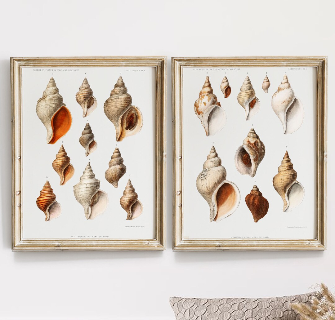 Vintage Seashell Print Set: Gallery Wall Art (digital Download) - Etsy