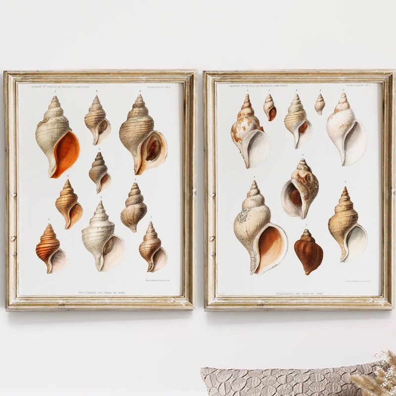 Green Seashells - Etsy