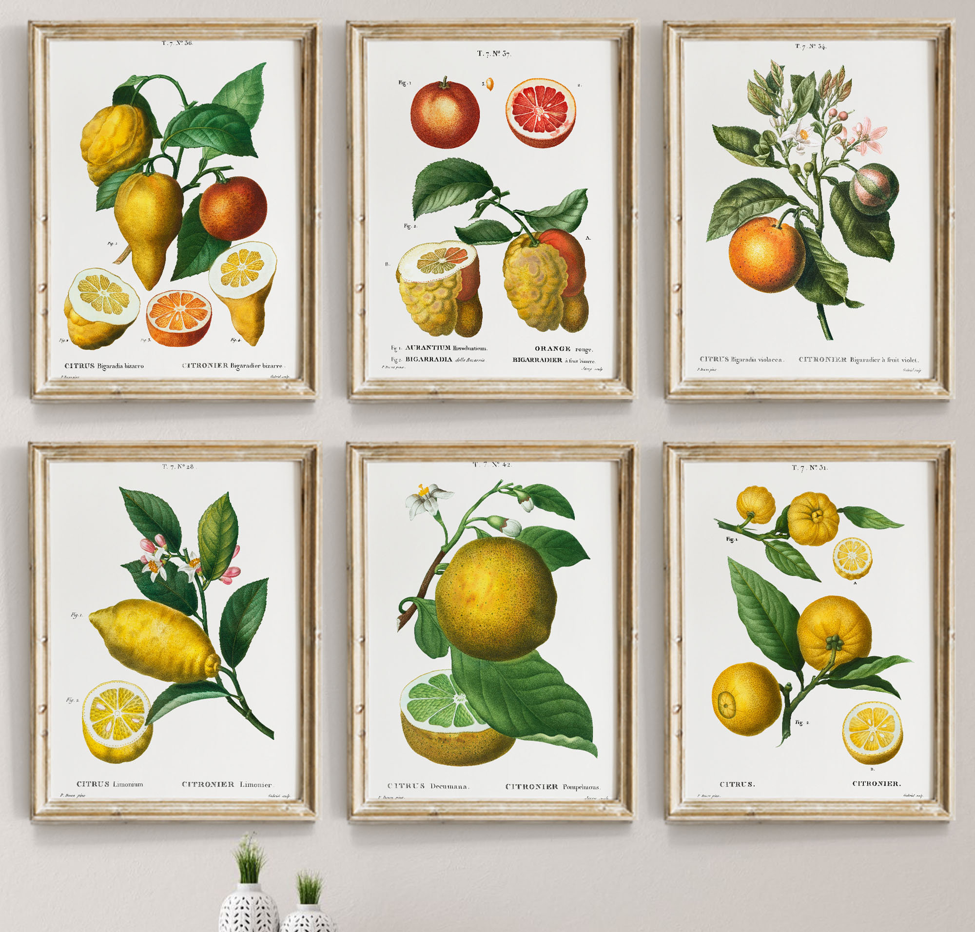 Gallery Wall Art Set of 6 Prints, Vintage Citrus Print, 6 Piece Wall ...