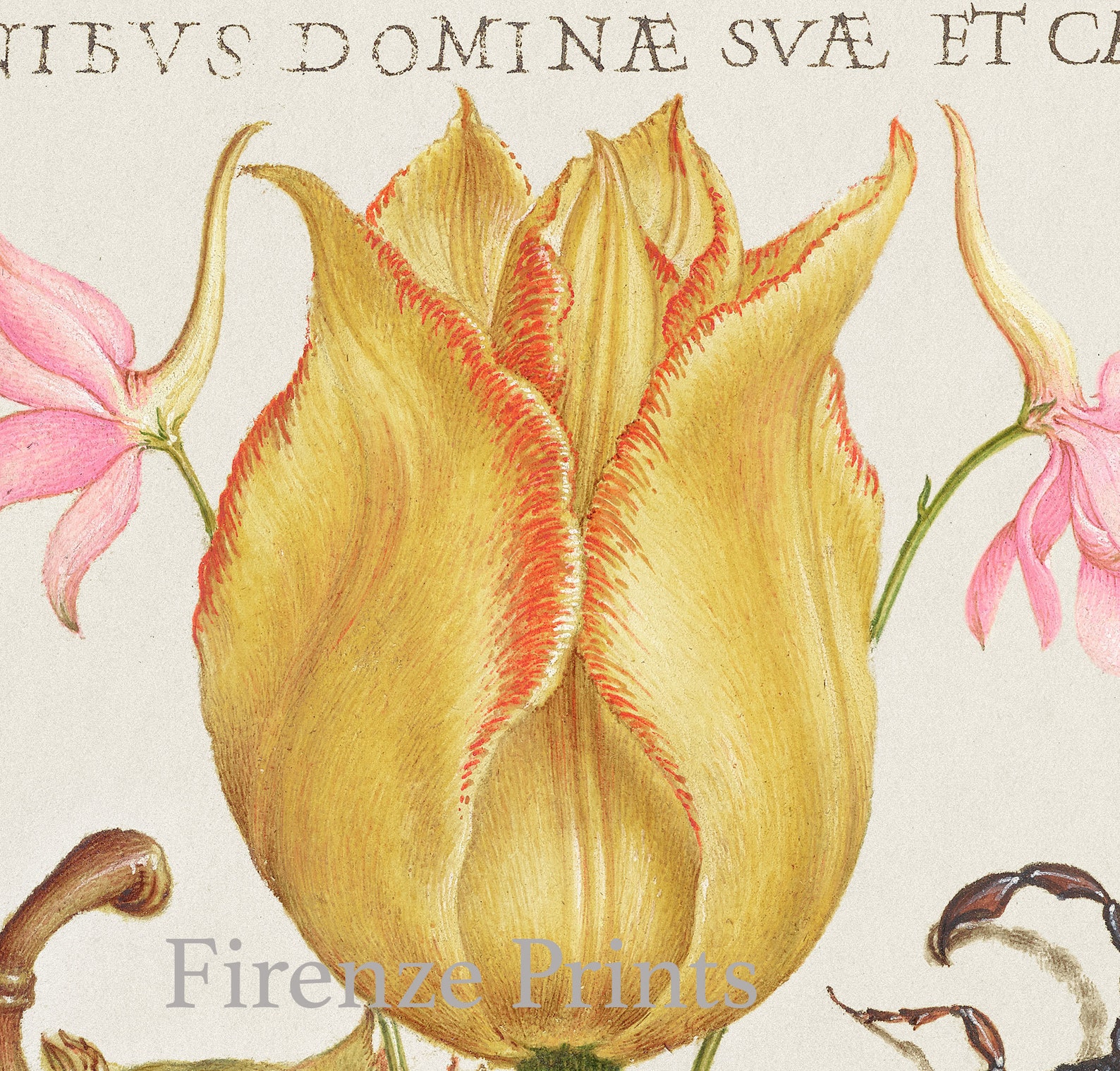 Vintage Calligraphy Prints: Set of 3 Antique Botanical Art (digital ...