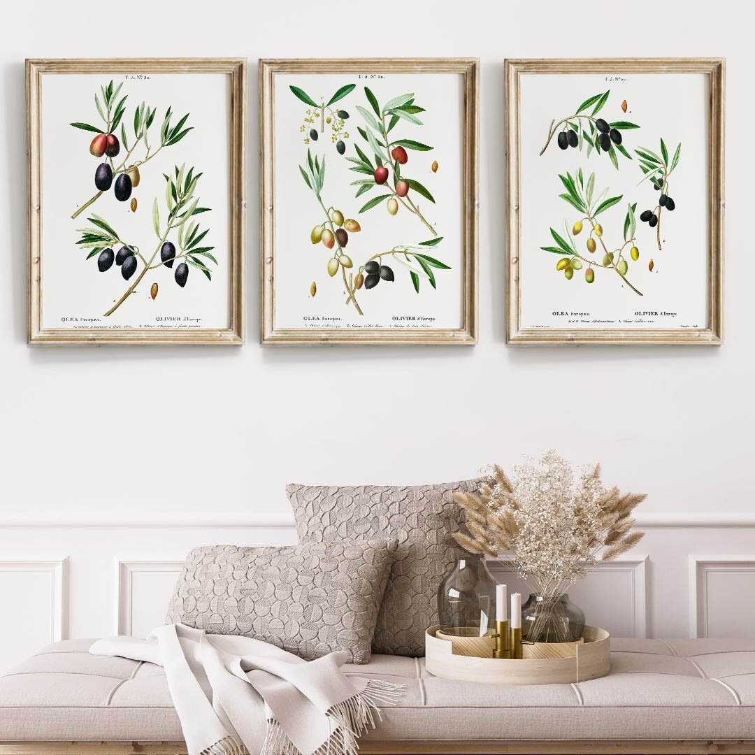 Olive Tree Wall Art, Set of 3 Prints, Olive Tree Vintage Prints, Flower ...