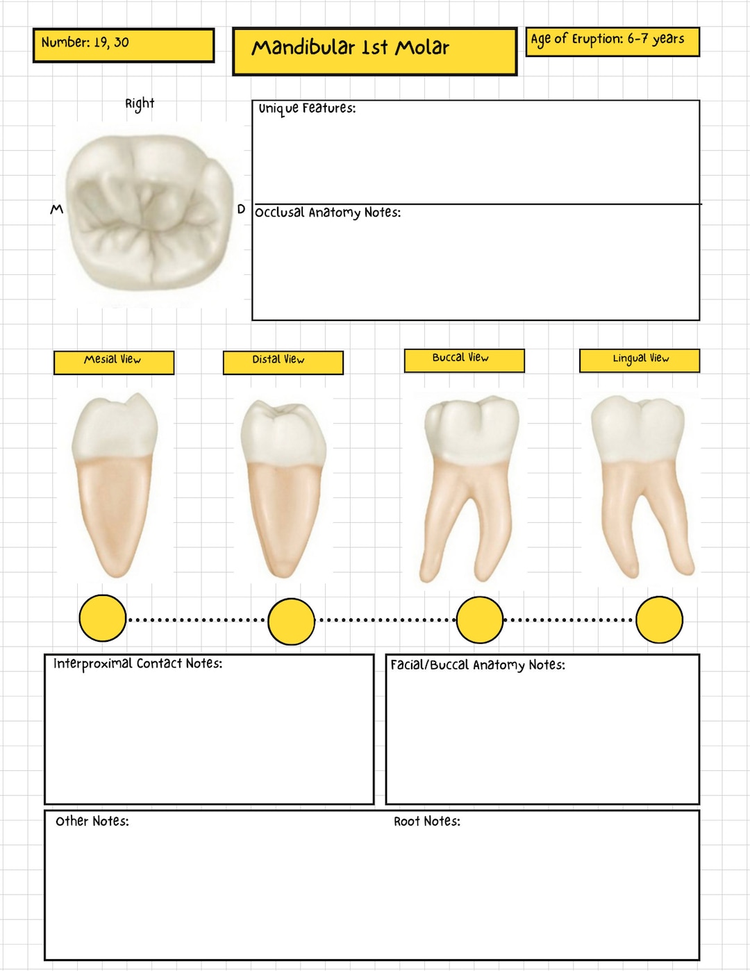 Dentistry Tooth Anatomy Study Template - Etsy
