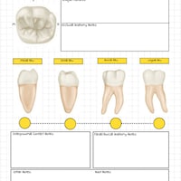 Lower First Molar Anatomy Art Print: Labeled Tooth Drawing (PDF) - Etsy UK