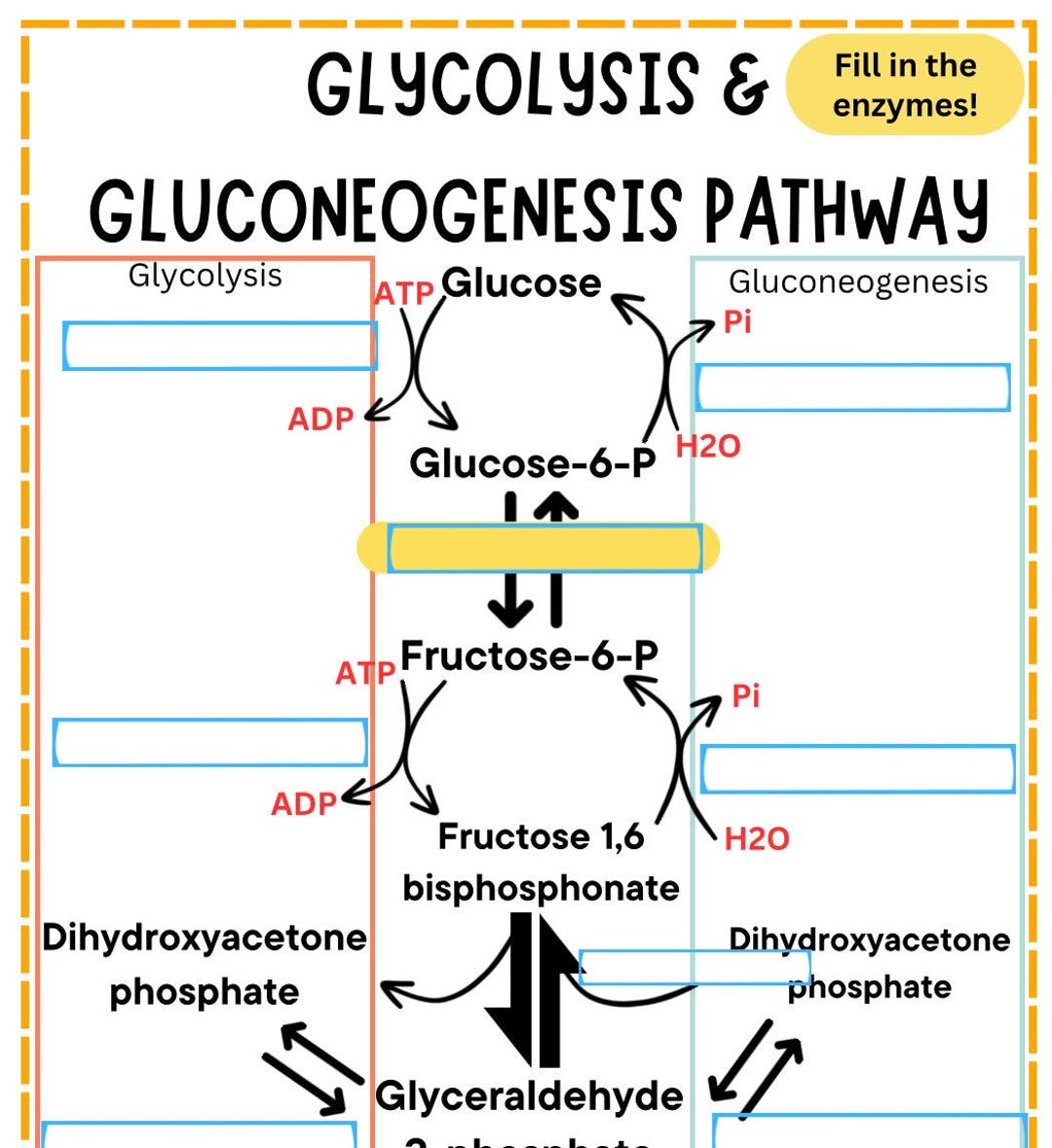 Diagramma Semplice Della Glicolisi Ossidazione Del Glucosio Immagini E