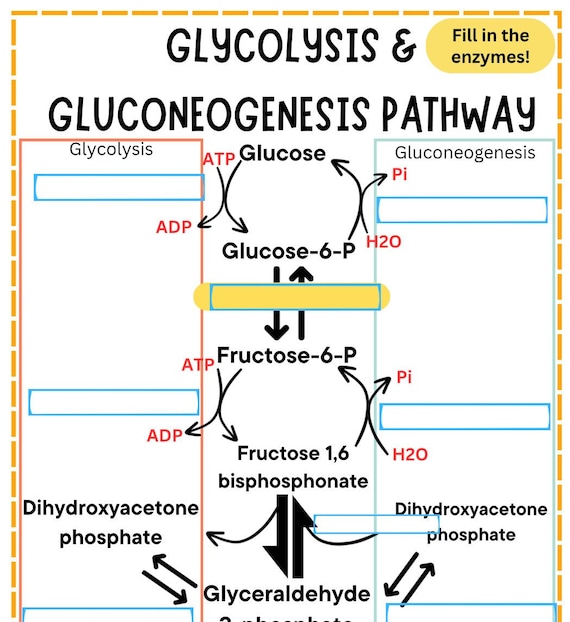 Glycolysis Diagram Biology