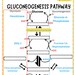 Glycolysis & Gluconeogenesis Worksheet - Etsy