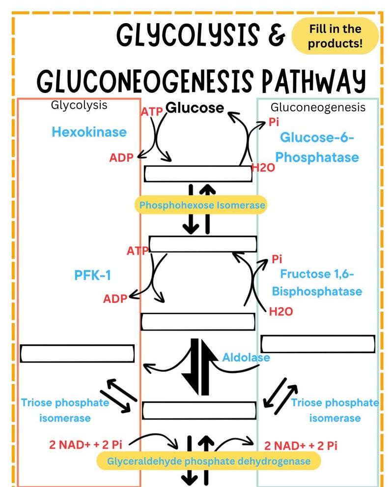 Glycolysis & Gluconeogenesis Worksheet - Etsy