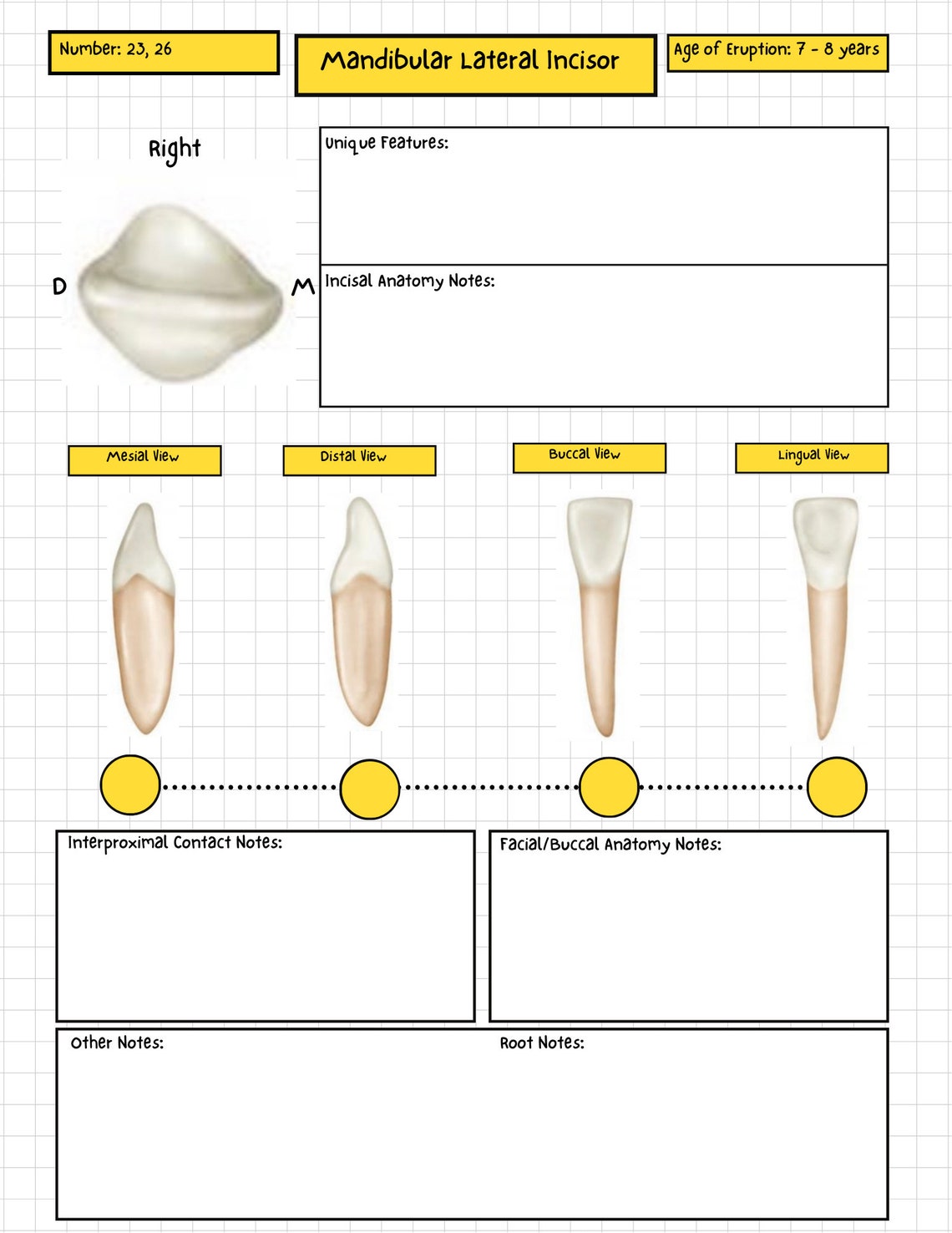 Dentistry Tooth Anatomy Study Template - Etsy
