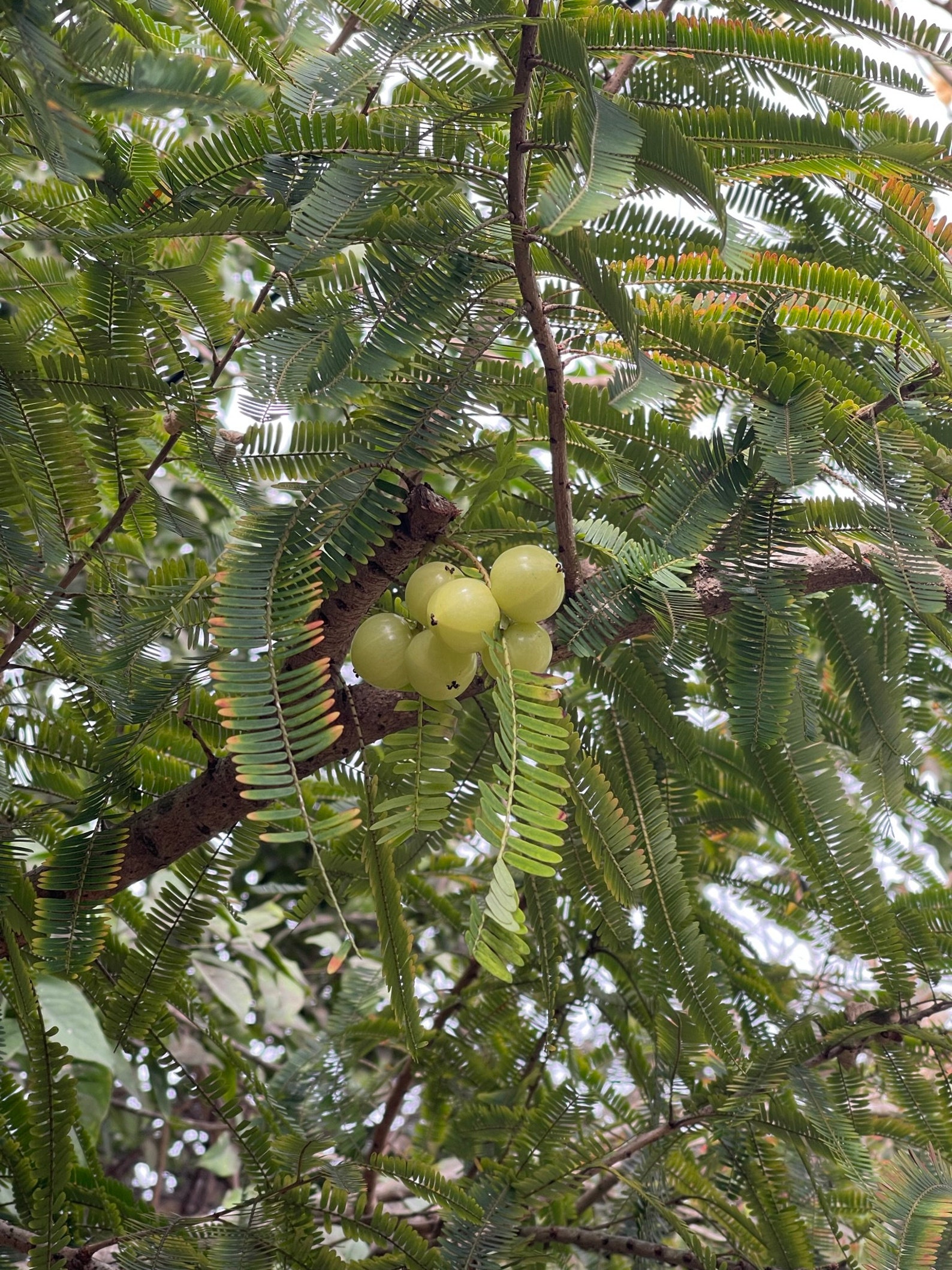 Amla Cuttings Indian Gooseberry Tree Cuttings Organic Phyllanthus ...