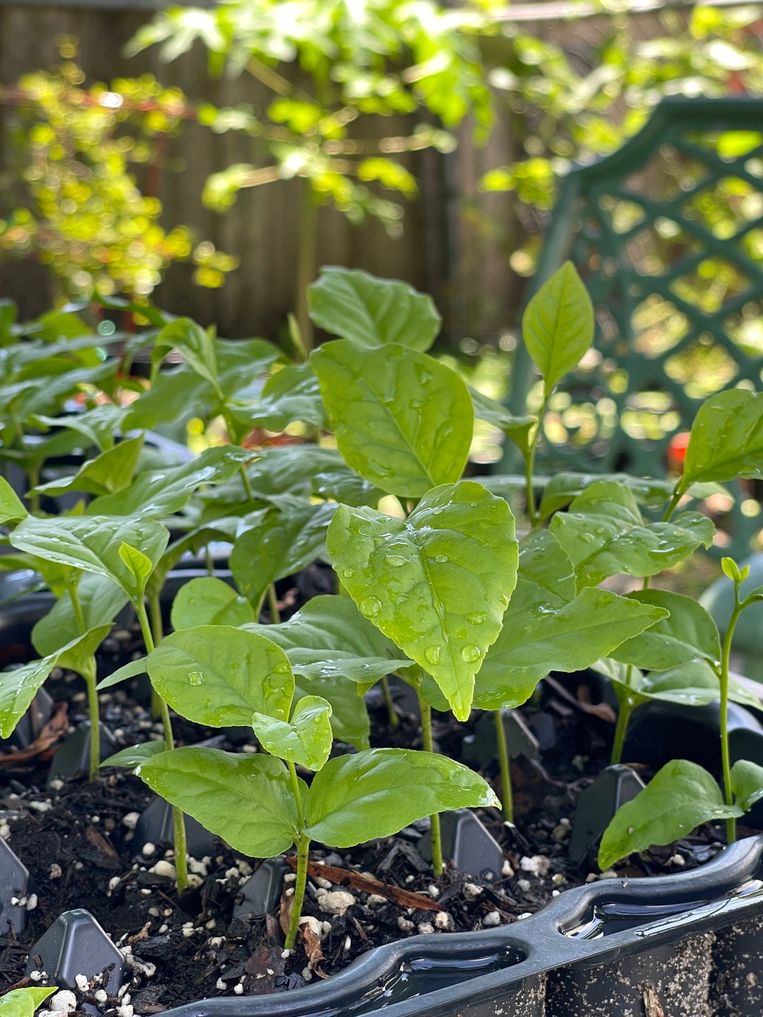 Beal Patra Plant Bilva Plant Bel Patra Organic Live One Seedling ...