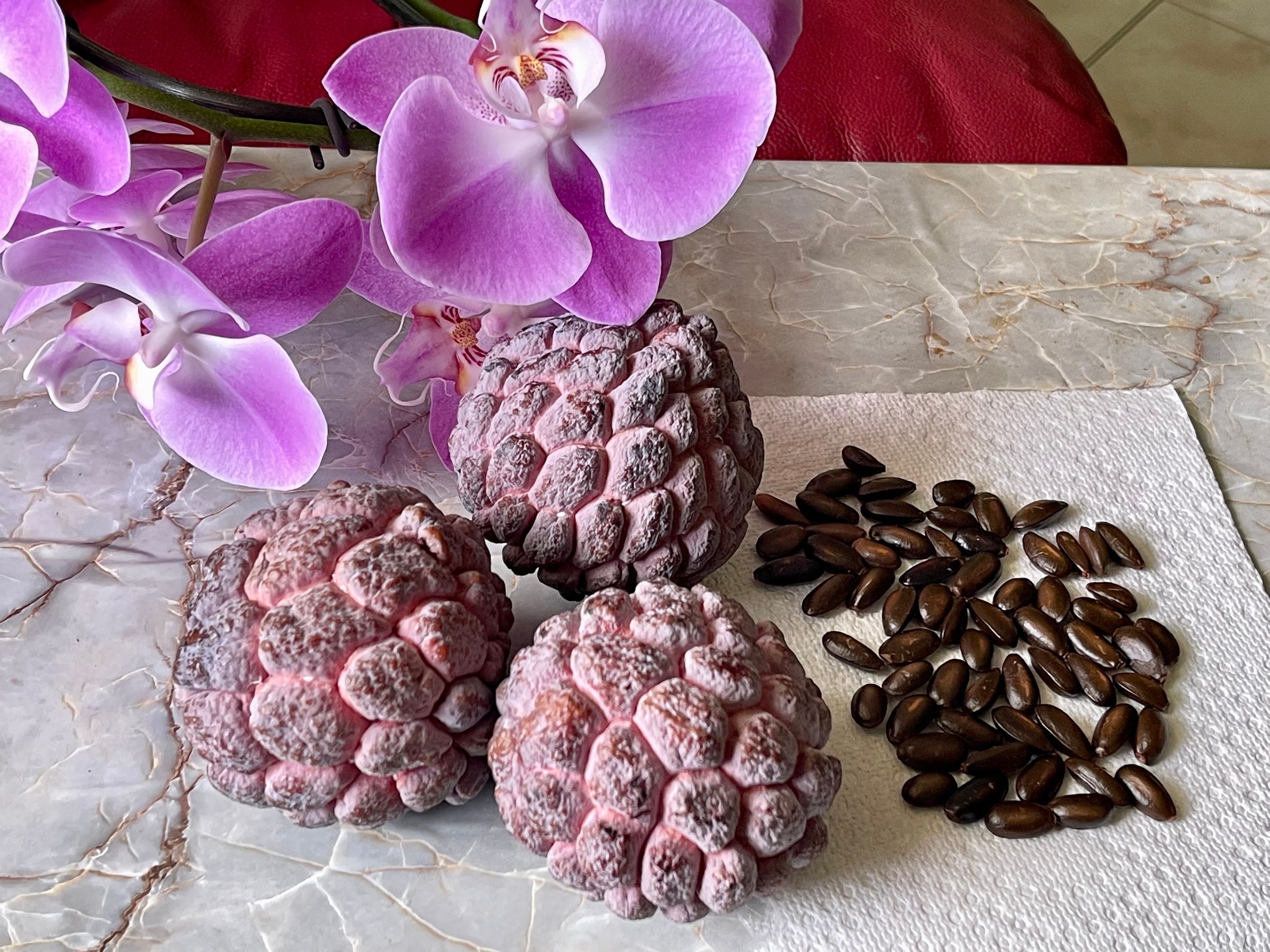 Sugar Apple Cuttings PURPLE, Annona Squamosa, Sweetsop, Custard Apple ...
