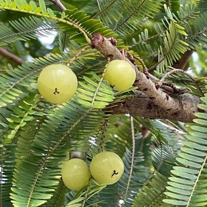 Amla Cuttings Indian Gooseberry Tree Cuttings Organic Phyllanthus ...