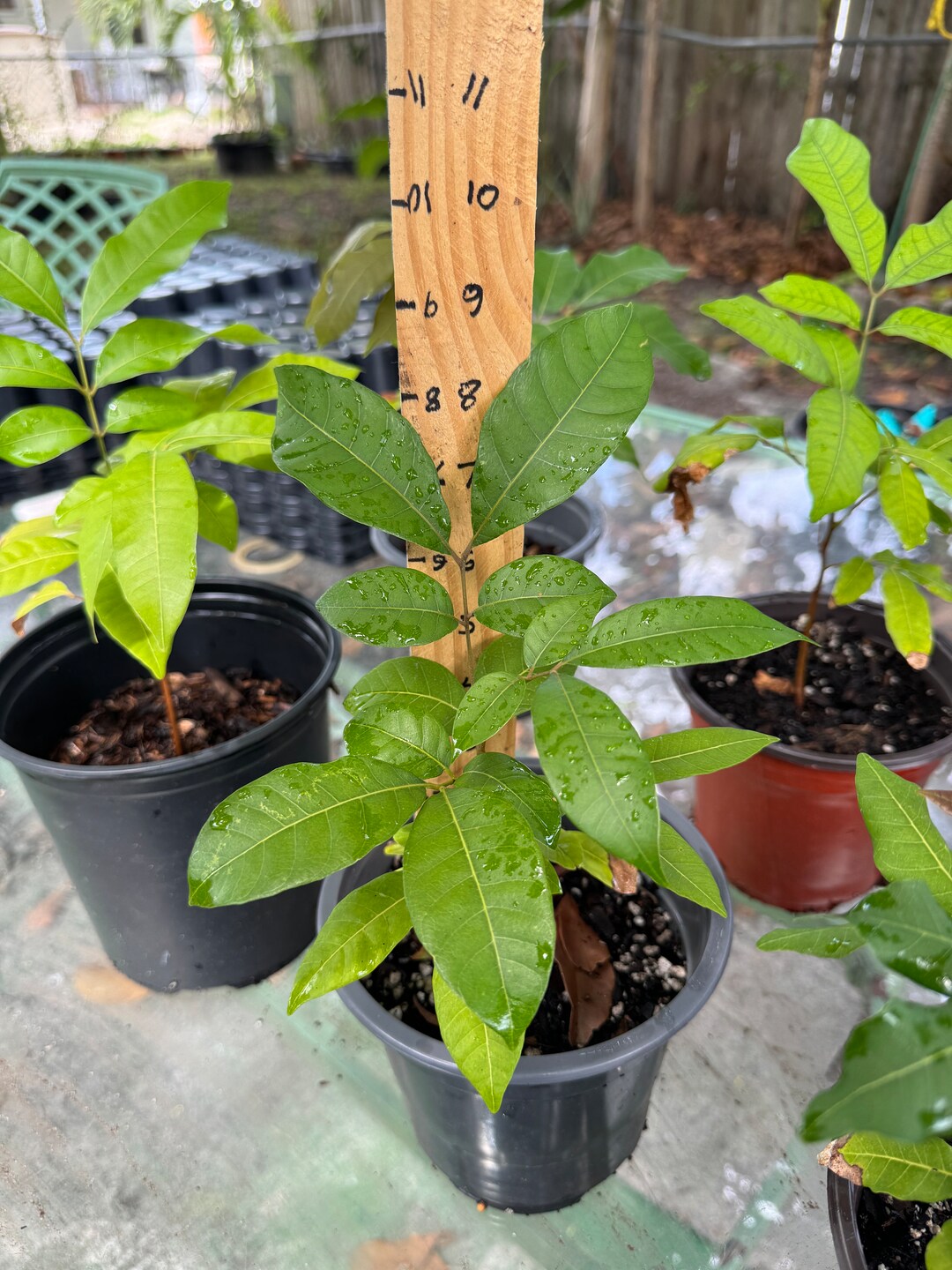 Longan Plant Chinese Lychee Plant Seedling Organic Fresh Dragon Eye ...