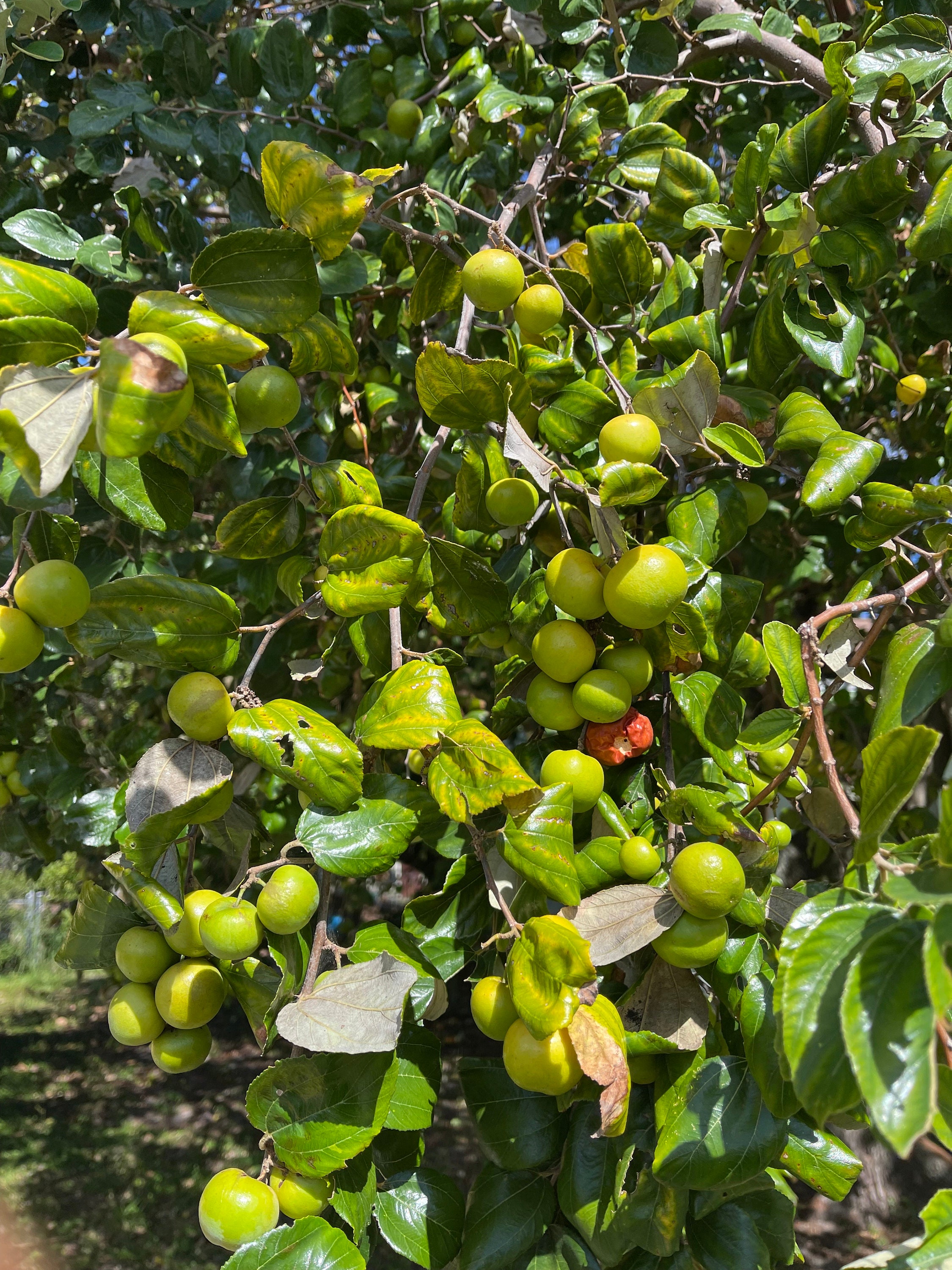 Jujube Leaves Fresh Green Organic Indian Sour Jujube Leaves Fresh 1 Oz ...