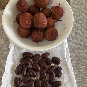 Lychee Cuttings 3 Organic Fresh Cuttings Litchi/ Lichi Tree/ Litchi ...