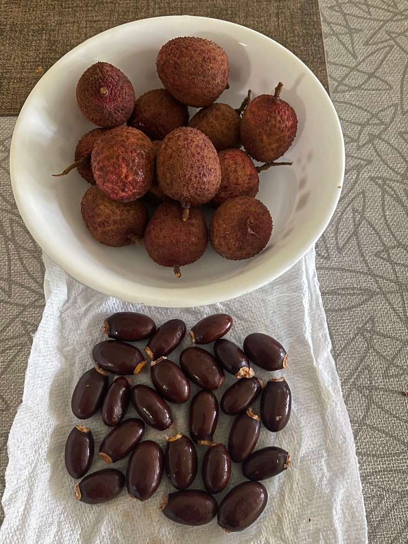 Lychee Cuttings 3 Organic Fresh Cuttings Litchi/ Lichi Tree/ Litchi ...