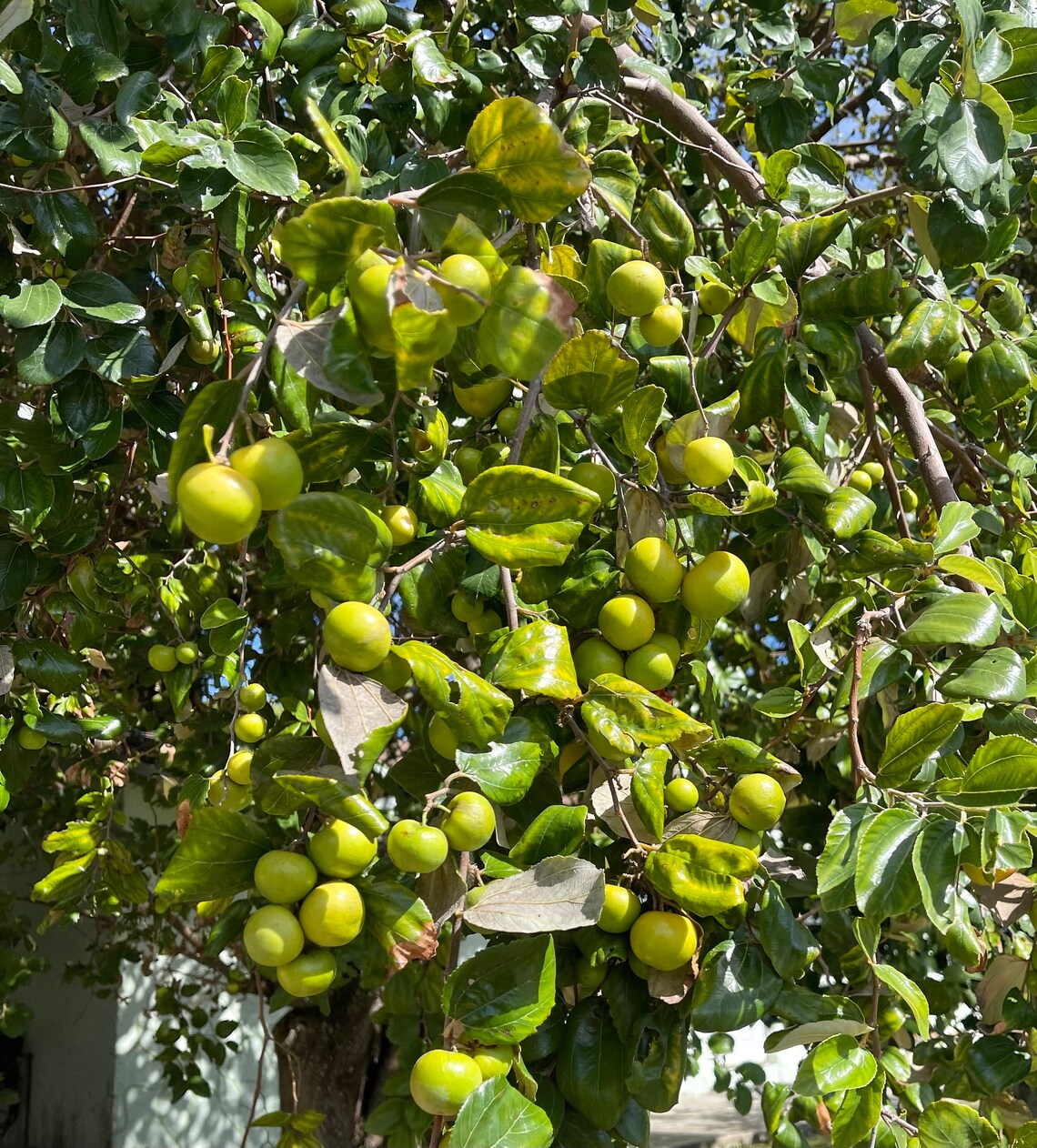 Jujube Leaves Fresh Green Organic Indian Sour Jujube Leaves Fresh 1 Oz ...