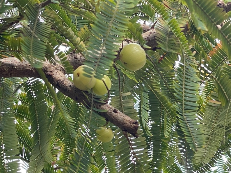 Amla Cuttings Indian Gooseberry Tree Cuttings Organic Phyllanthus ...
