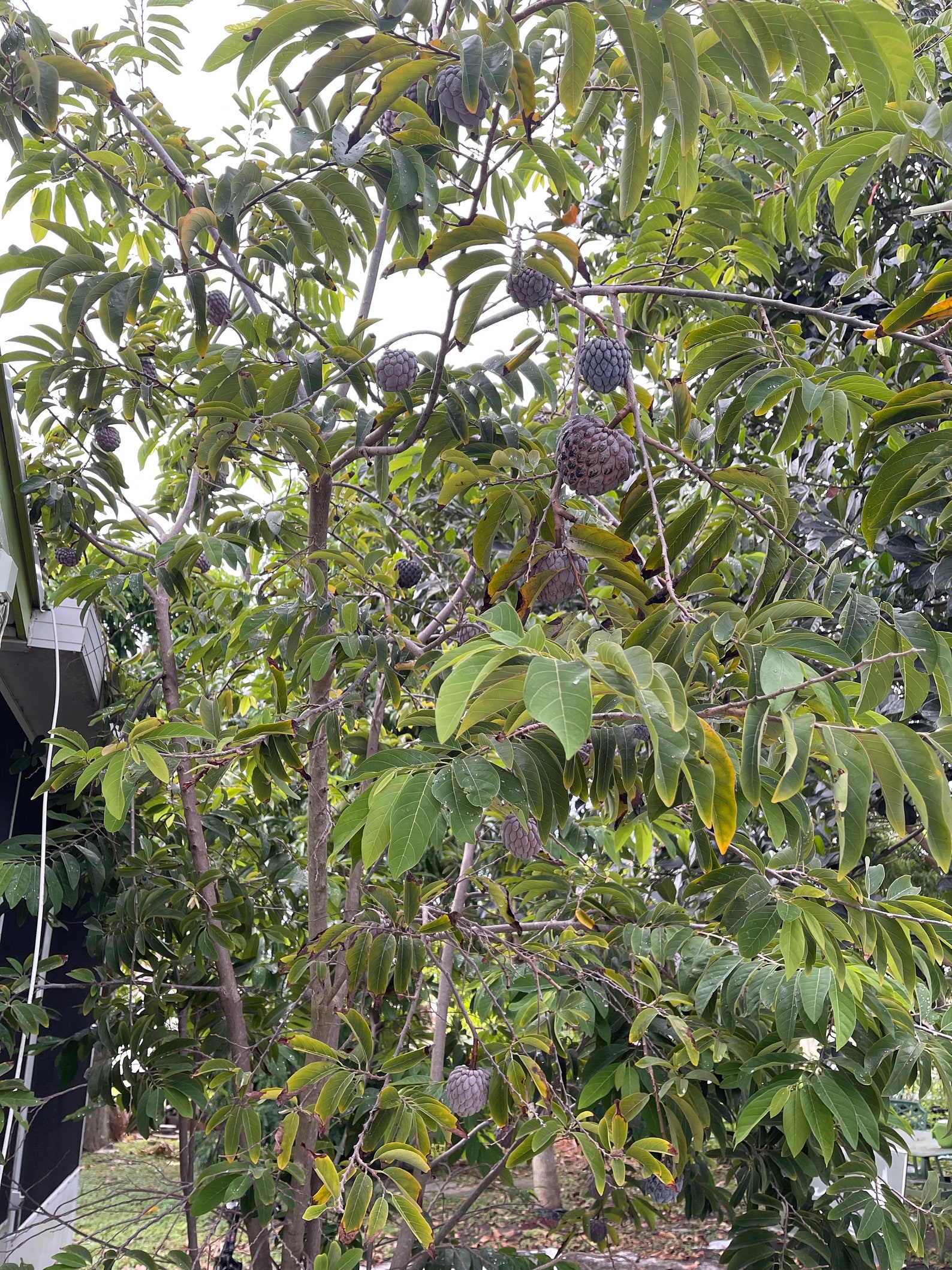 Sugar Apple Cuttings PURPLE, Annona Squamosa, Sweetsop, Custard Apple ...
