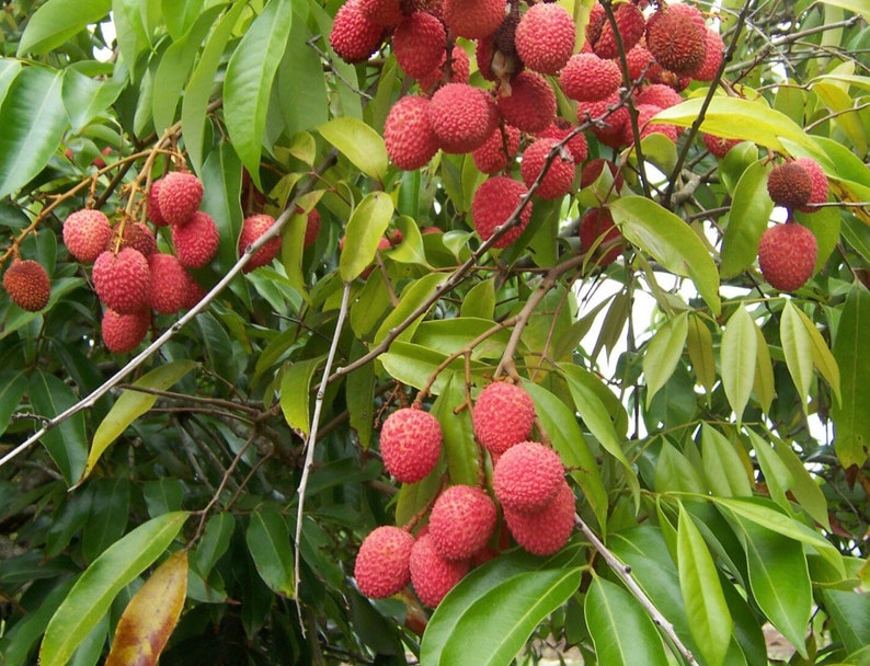Lychee Cuttings 3 Organic Fresh Cuttings Litchi/ Lichi Tree/ Litchi ...