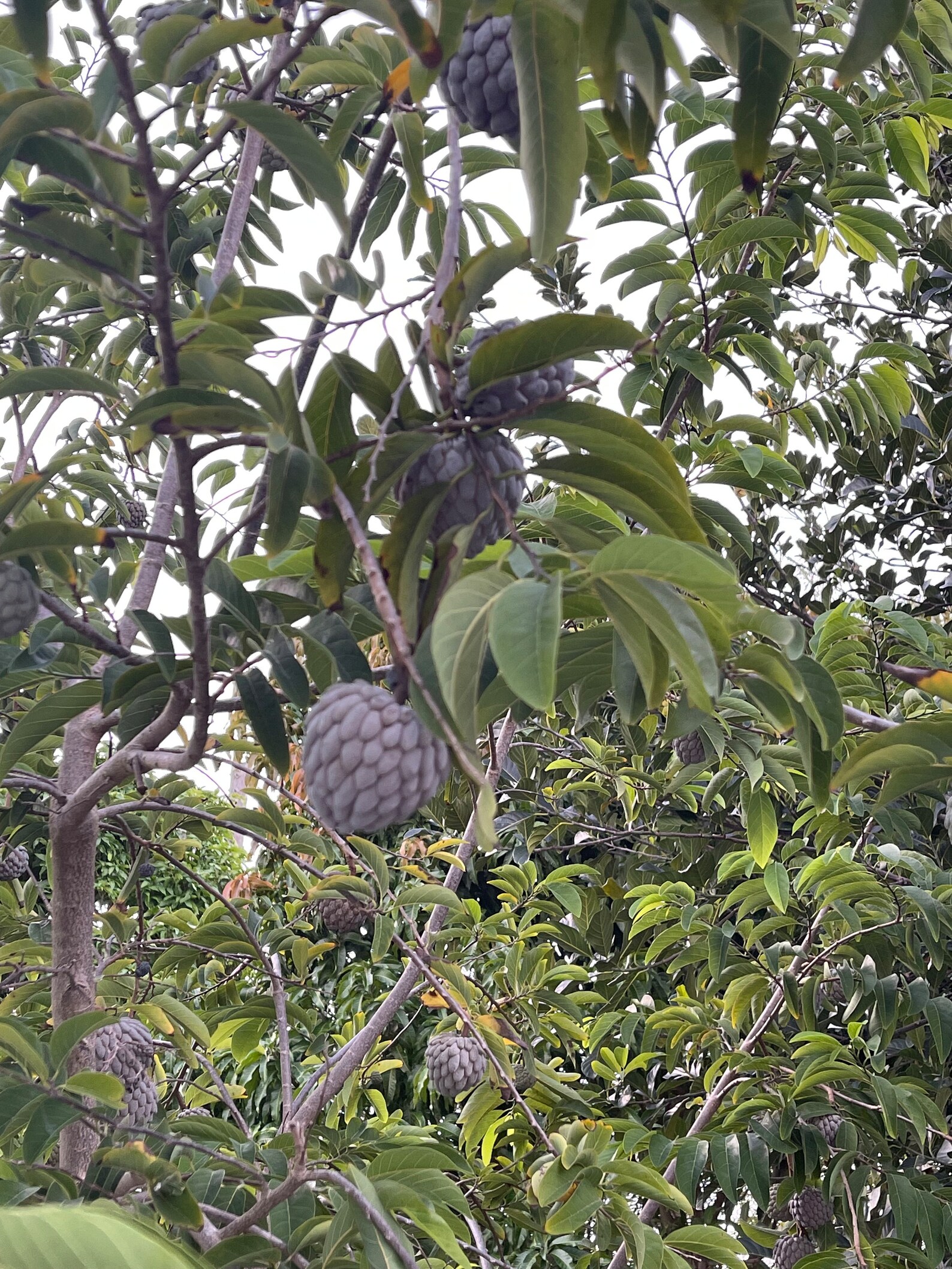 Sugar Apple Cuttings PURPLE, Annona Squamosa, Sweetsop, Custard Apple ...