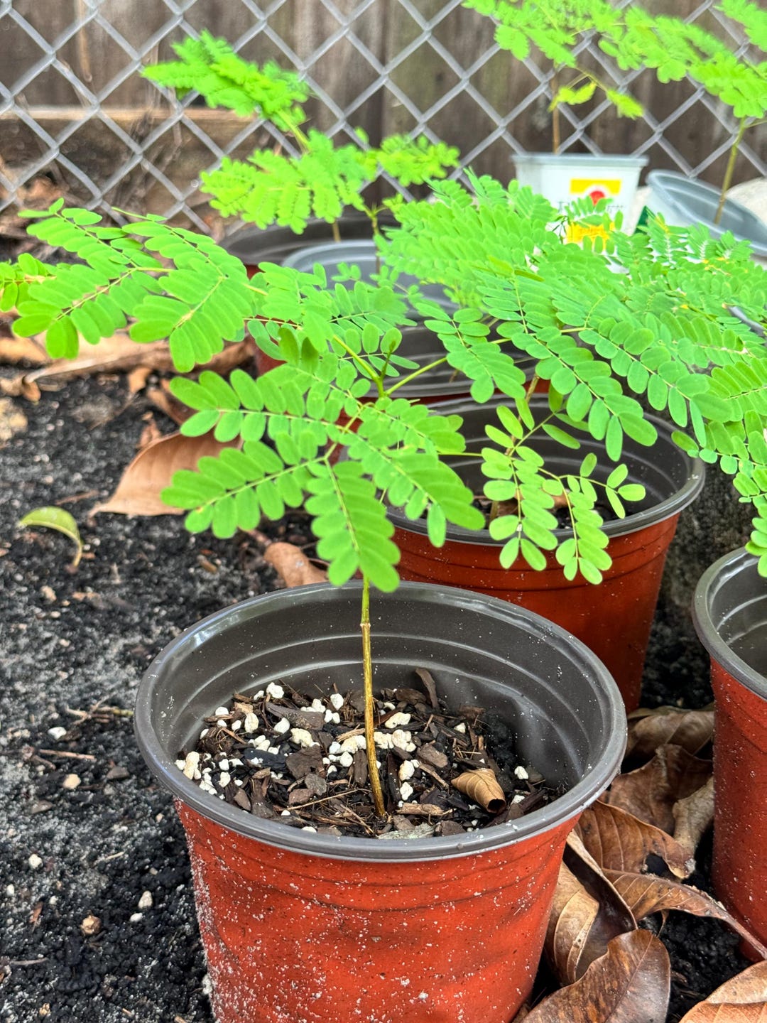 Royal Poinciana Tree Seedling Flamboyant Plant Flame Tree Krishna Chura ...