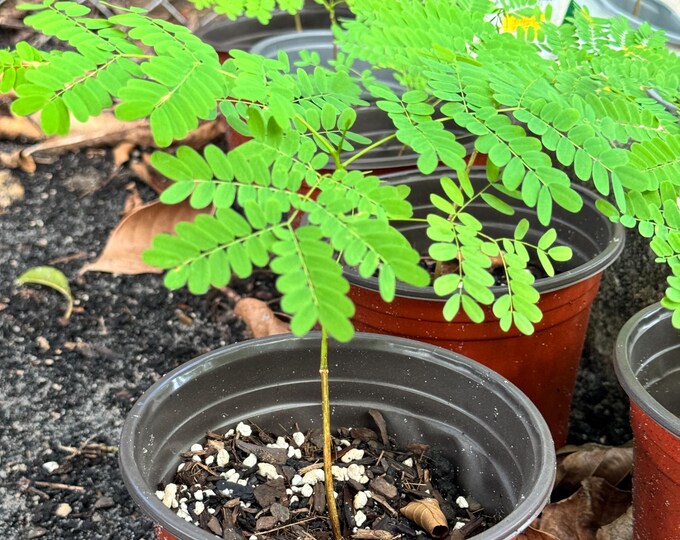 Royal Poinciana Tree Seedling Flamboyant Plant Flame Tree Krishna Chura ...
