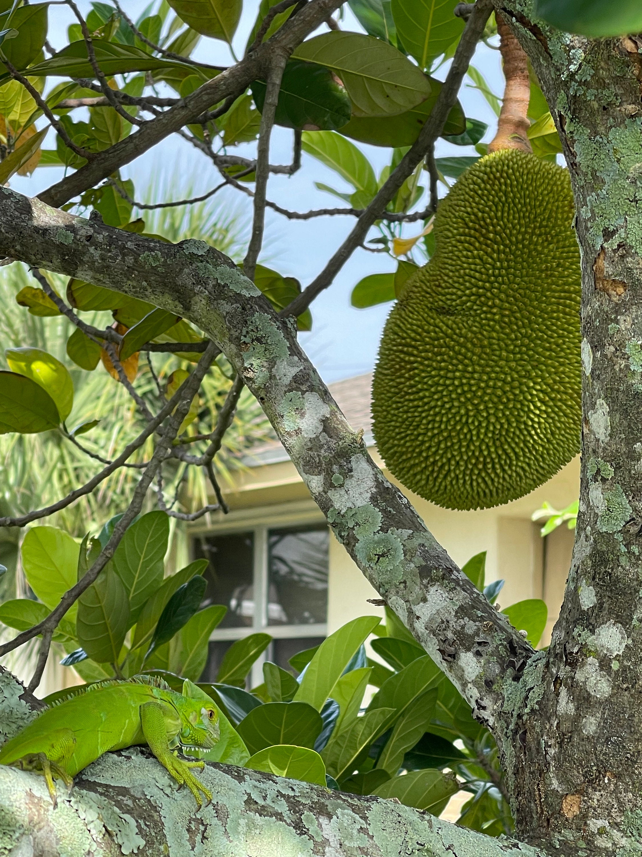 Jackfruit Cuttings 5 Fresh Organic Cuttings 8” Long and Thick Homegrown ...