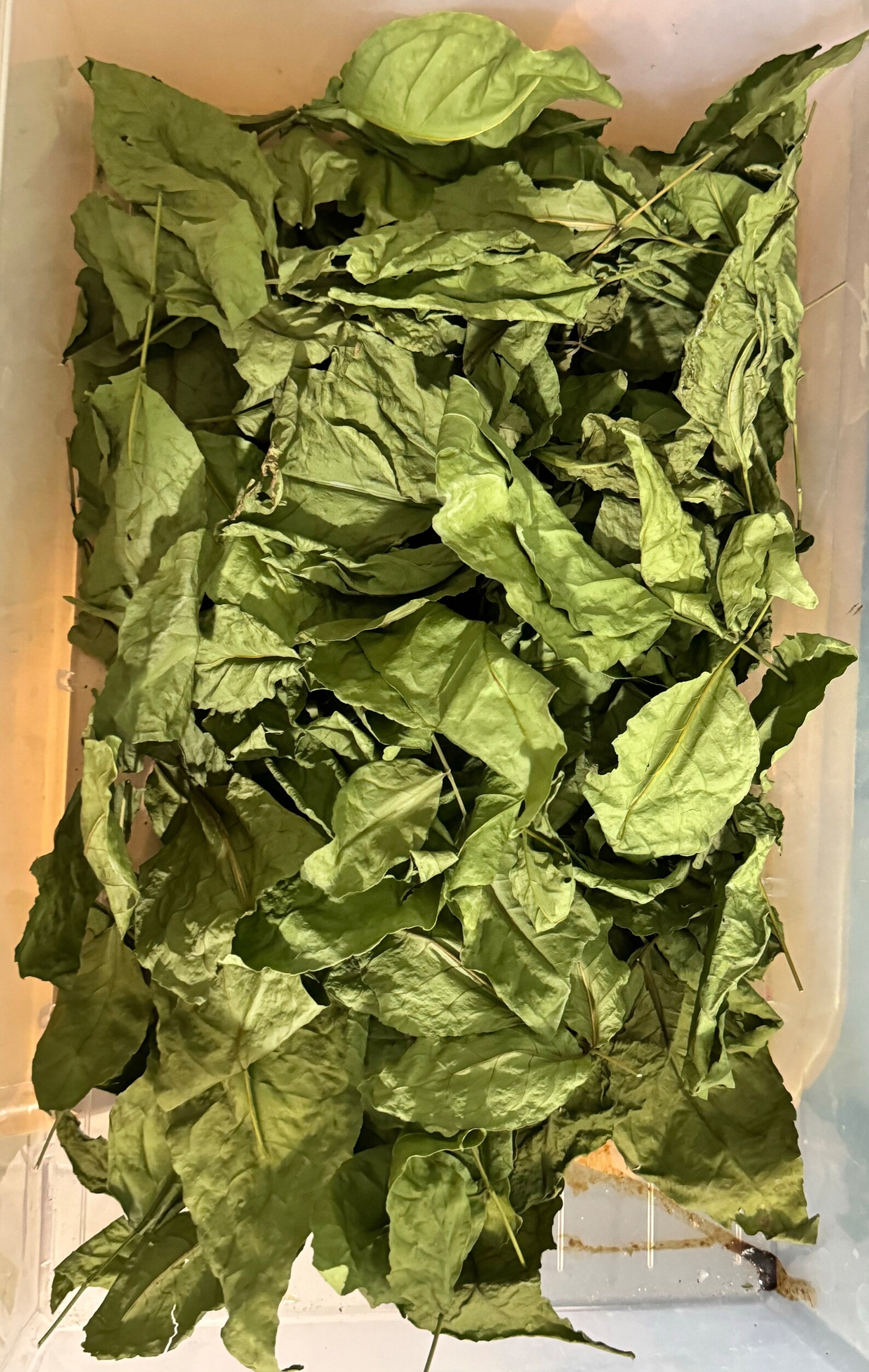 Dried Beal Patra Bel Leaves,bael Fruit Leaves,dried Bael Leaves Tea, 30 ...