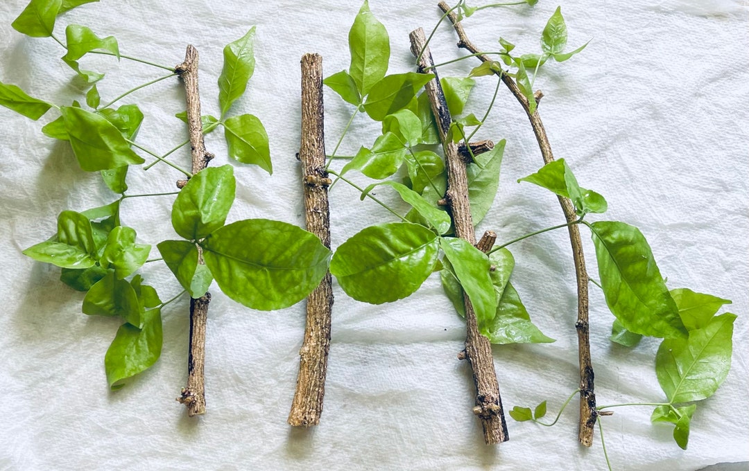 Bael Fruit Tree Cuttings Organic Indian Bel Patra Fruit 3 Cuttings ...