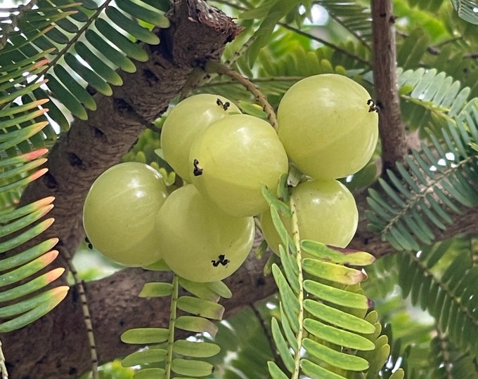AMLA Live Plant Aka Emblica Officinalis Indian Gooseberry Phyllanthus ...