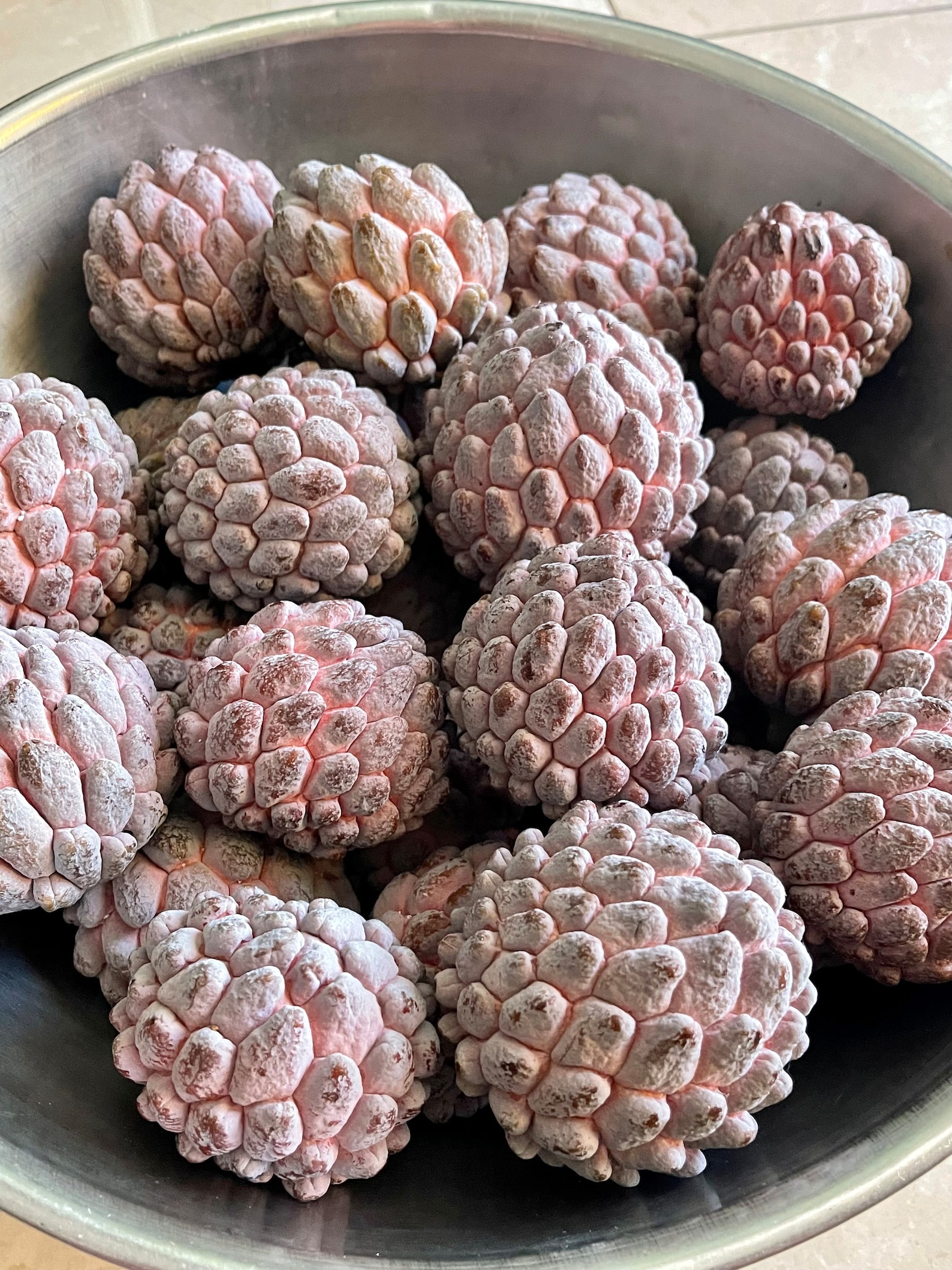 Sugar Apple Cuttings PURPLE, Annona Squamosa, Sweetsop, Custard Apple ...