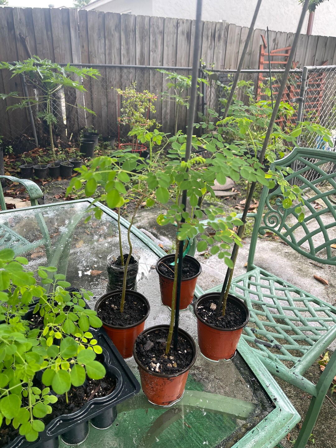 Moringa Drumstick Tree Moringa Oleifera Organic Plant /12 to 18 Tall ...