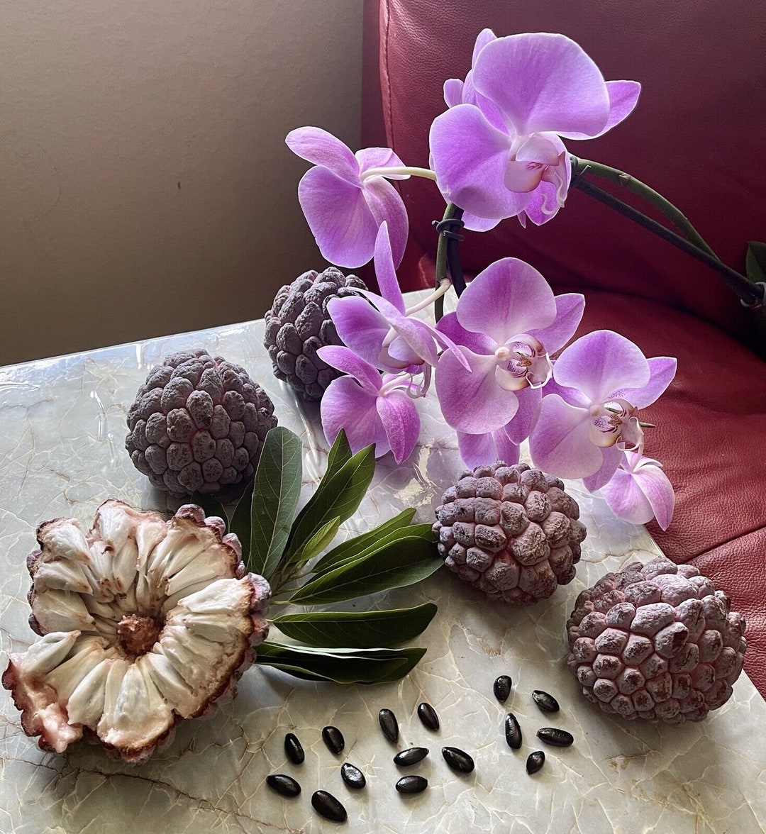 Purple Sugar Apple Seeds New August 2025 Annona Squamosa Seeds ...