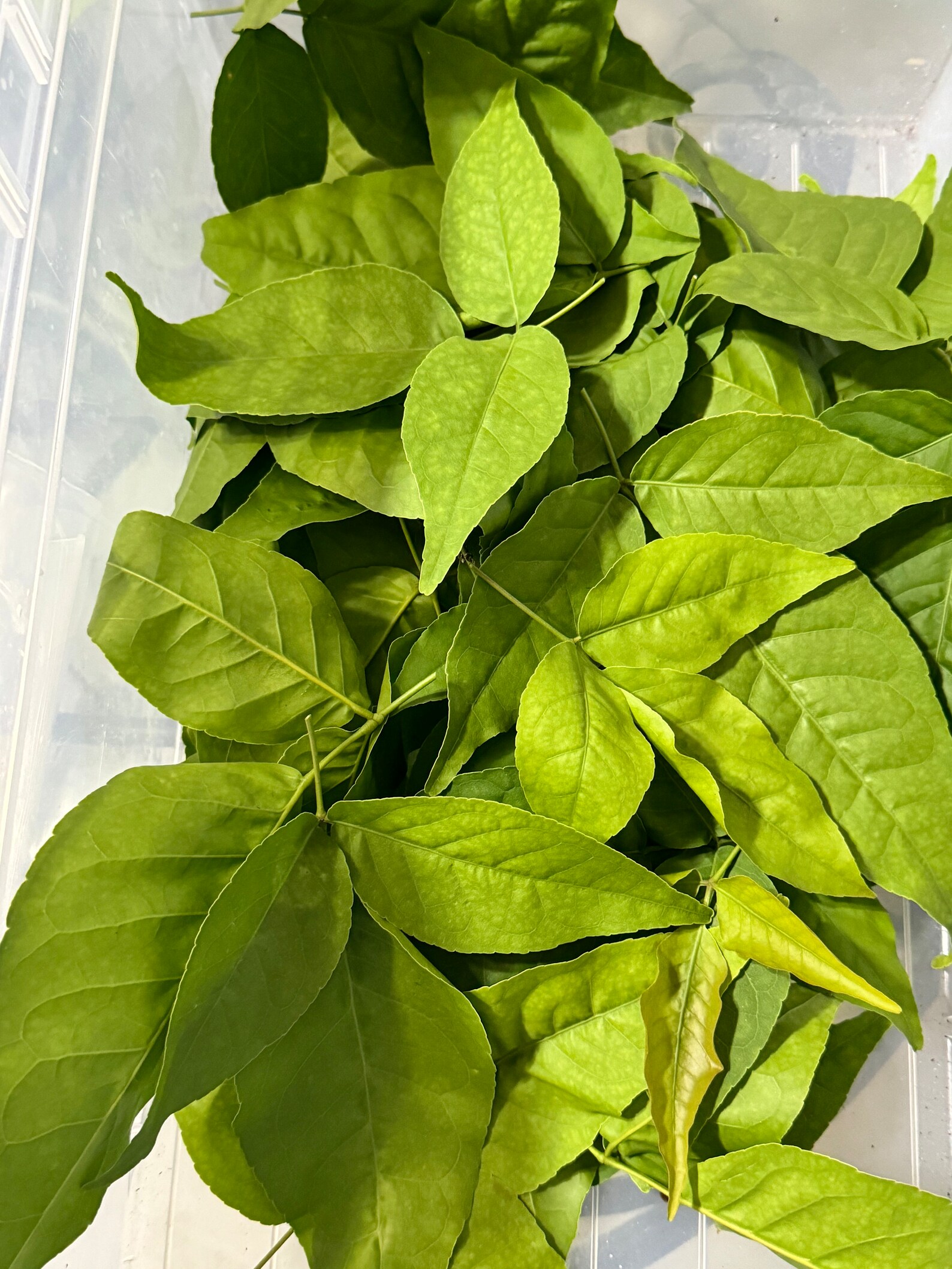 Dried Beal Patra Bel Leaves,bael Fruit Leaves,dried Bael Leaves Tea, 30 ...