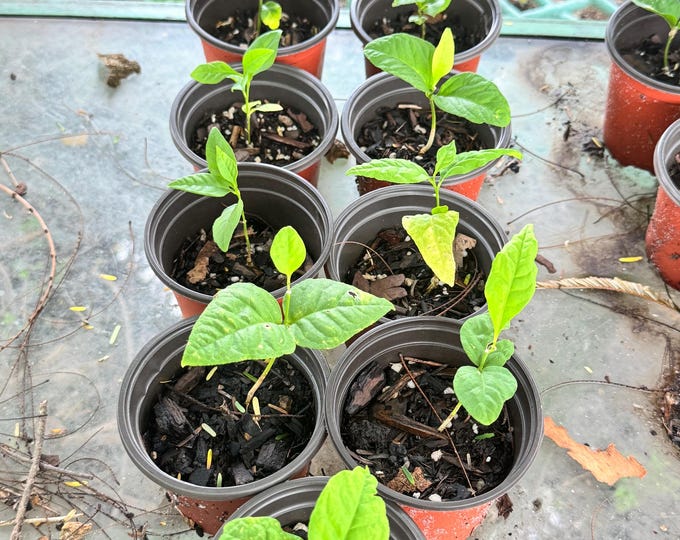 Beal Patra Plant Bilva Plant Bel Patra Organic Live One Seedling ...