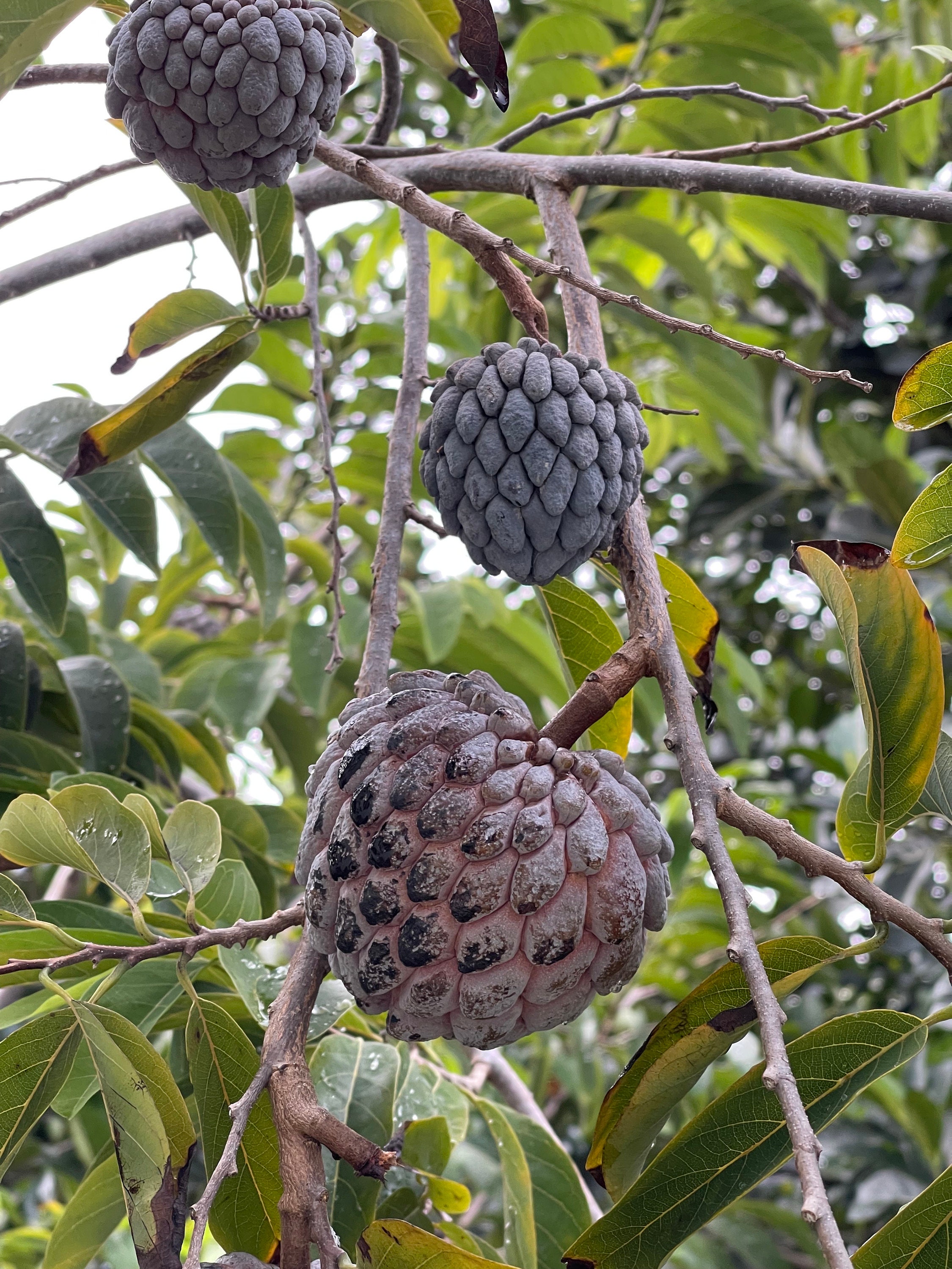 Sugar Apple Cuttings PURPLE, Annona Squamosa, Sweetsop, Custard Apple ...