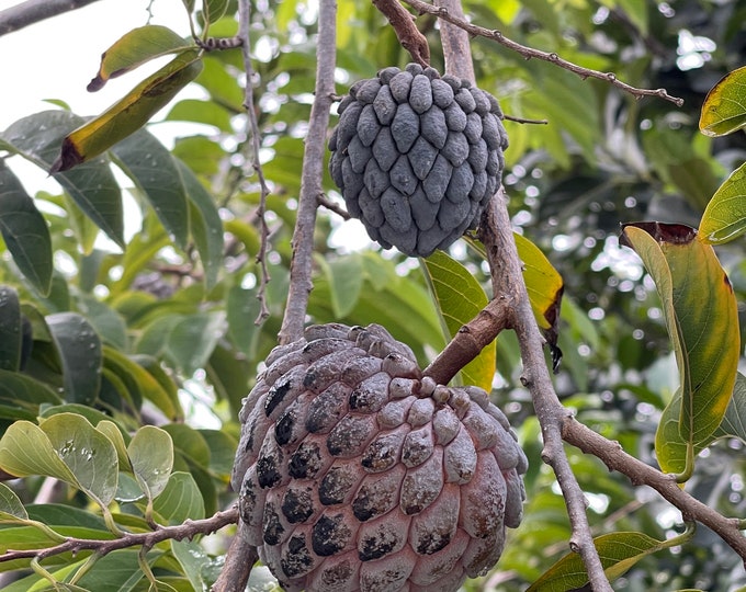 Sugar Apple Cuttings PURPLE, Annona Squamosa, Sweetsop, Custard Apple ...