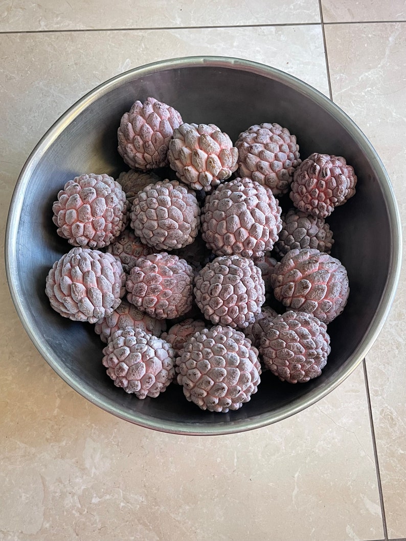 Sugar Apple Cuttings PURPLE, Annona Squamosa, Sweetsop, Custard Apple ...