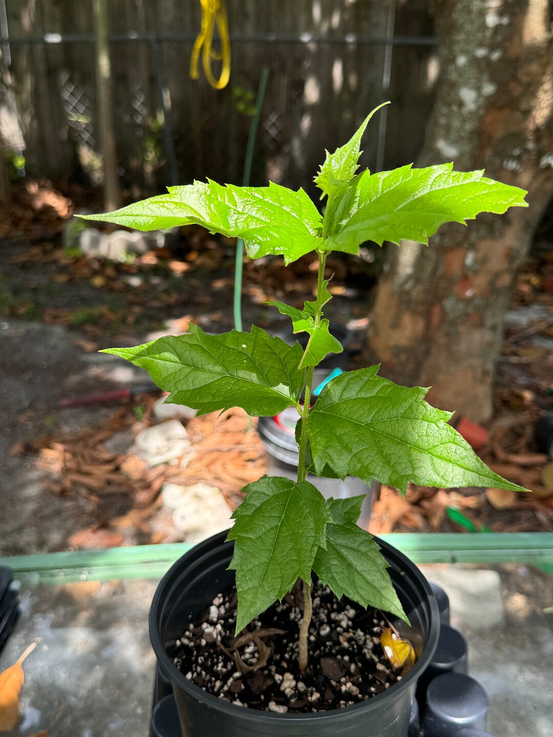 Harsingar Plant Live 810 Tall Parijata Plant Shiuli Flower Plant Night ...