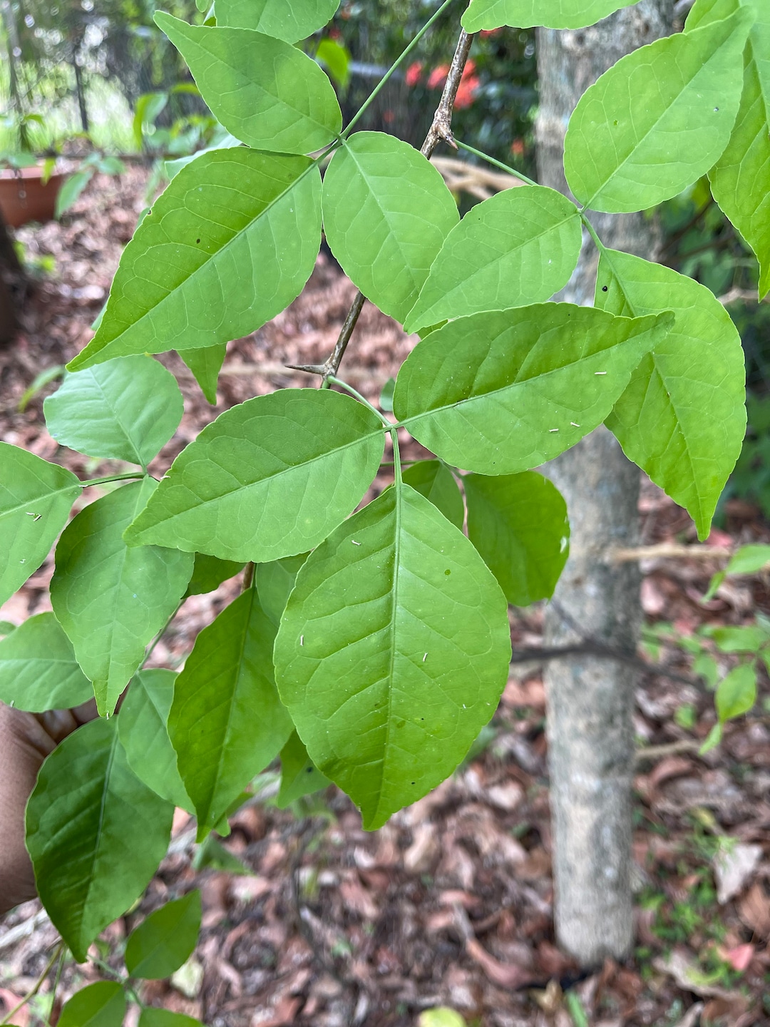 Bilva Patra Leaves Fresh 25 to 50 Aegle Marmelos Bael Patta Bhagwan ...