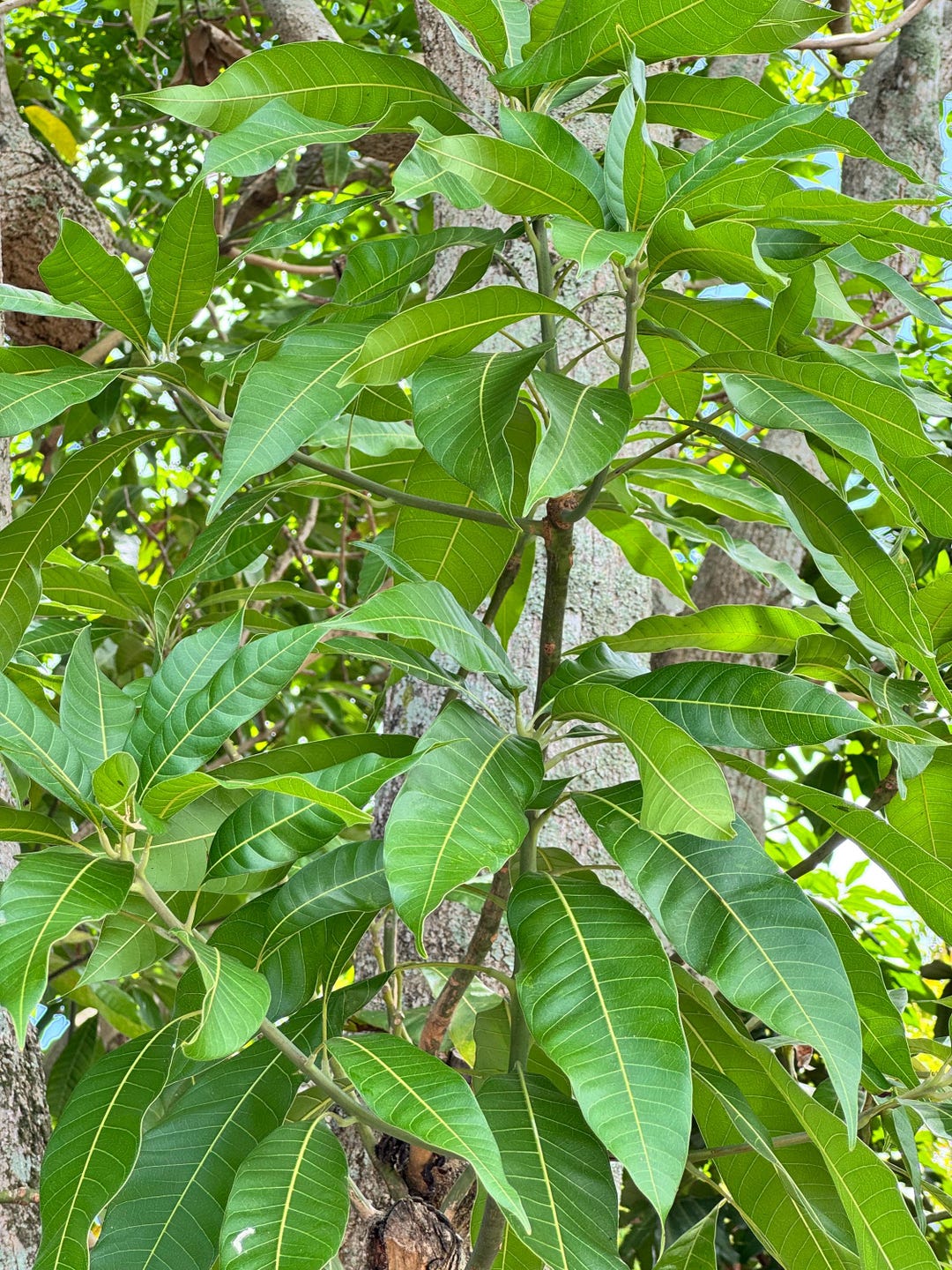 Fresh Mango Leaves Whole Leaves Organic Premium Highest Quality Green ...