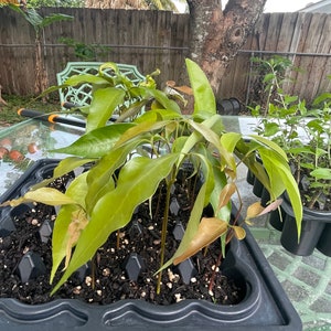 Lychee Cuttings 3 Organic Fresh Cuttings Litchi/ Lichi Tree/ Litchi ...